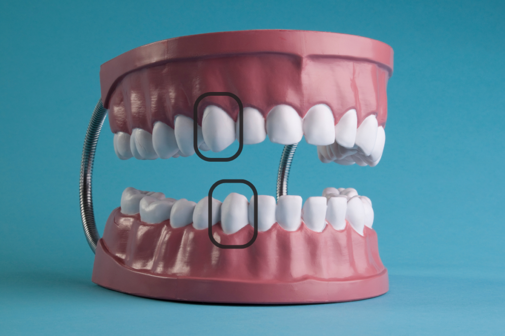 Tipos de dientes y sus funciones - Simon Blas